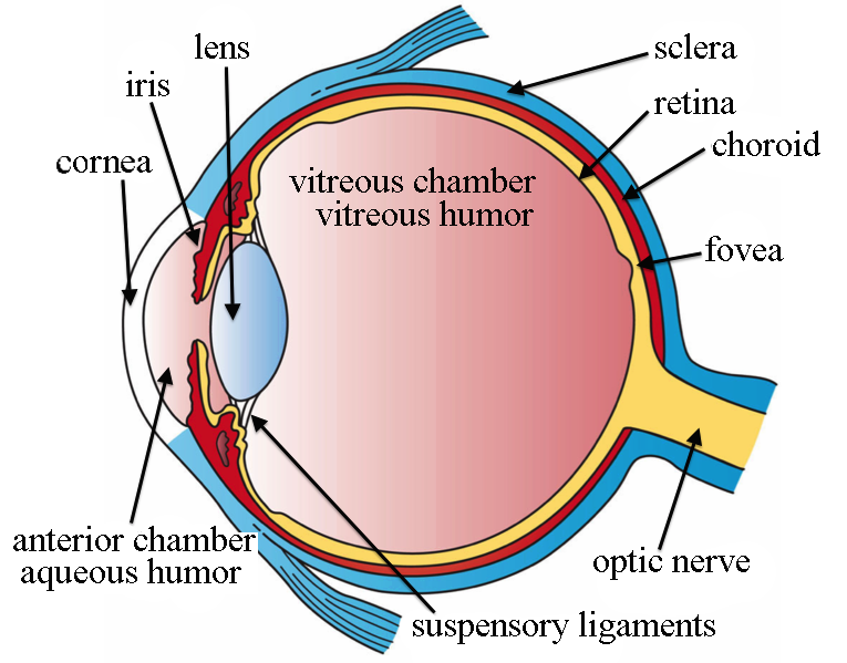What Does The Eye Look Like Diagram Of The Eye Harvard Eye Associates